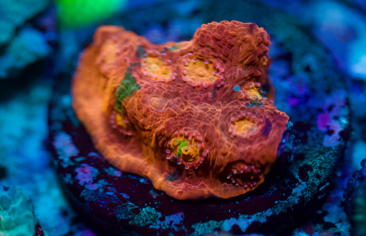 CCC Rainbow Chalice – Cali Coral Connect
