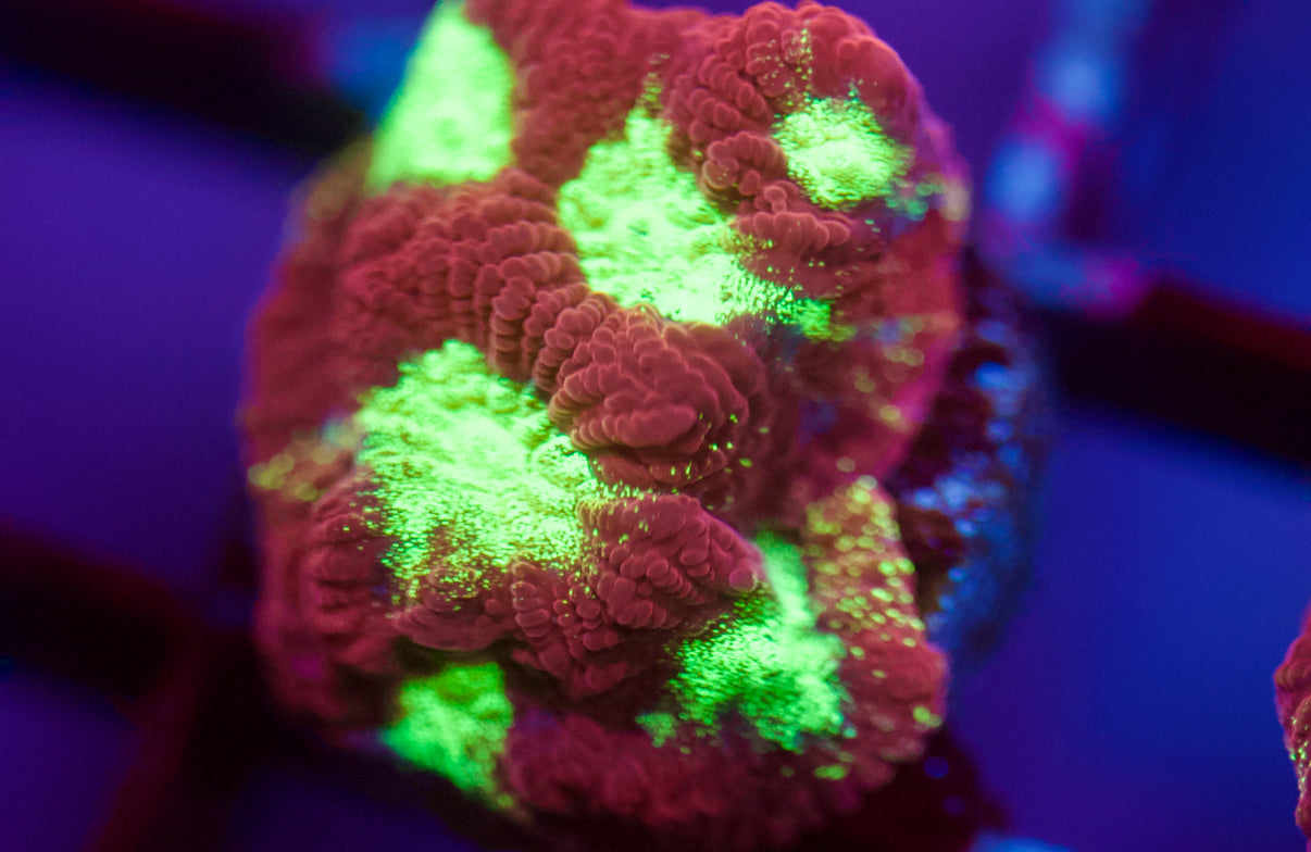 Purple with Green Eye Favia – Cali Coral Connect