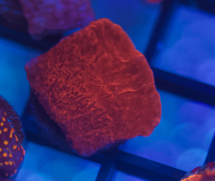 Red Montipora – Cali Coral Connect