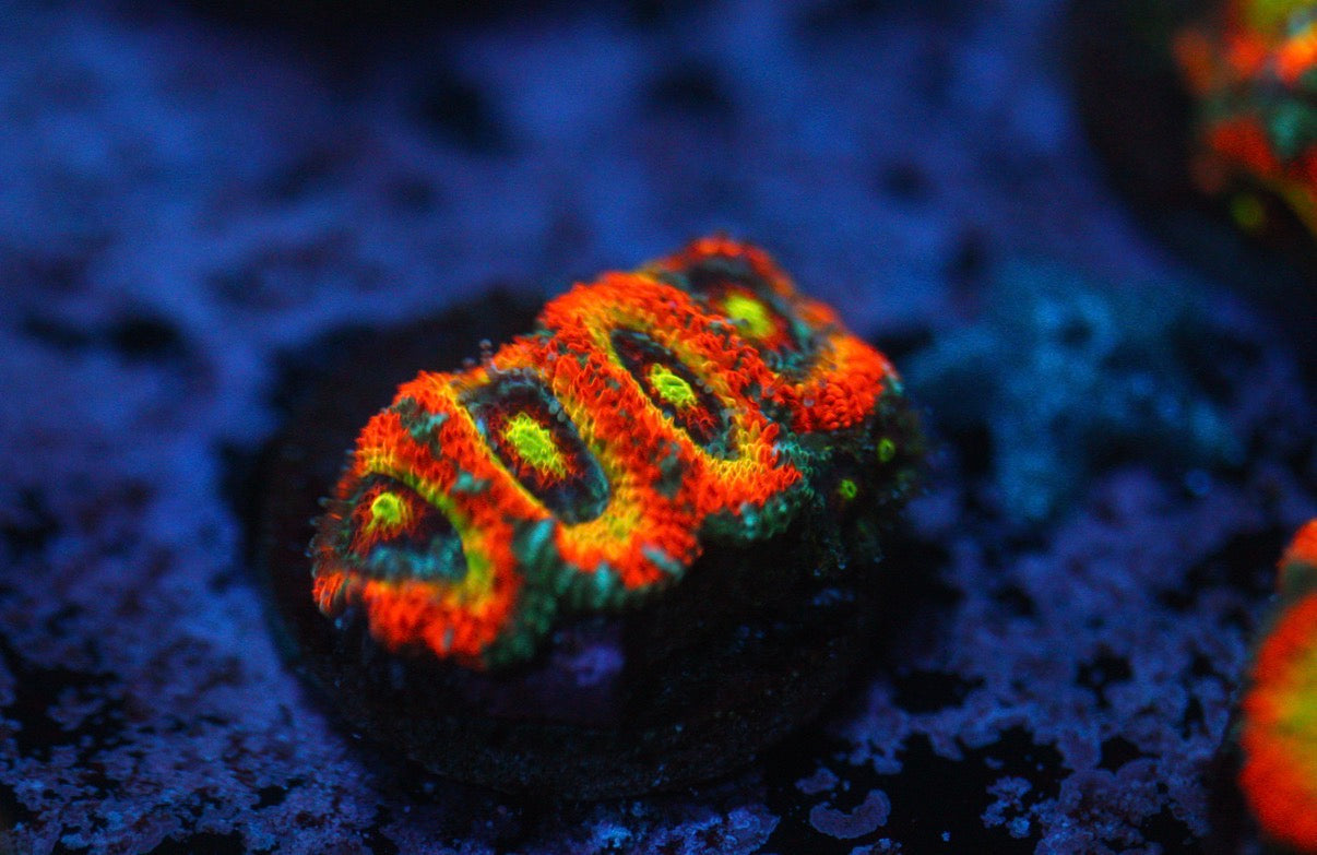 CCC Red/Blue Acan Lord – Cali Coral Connect