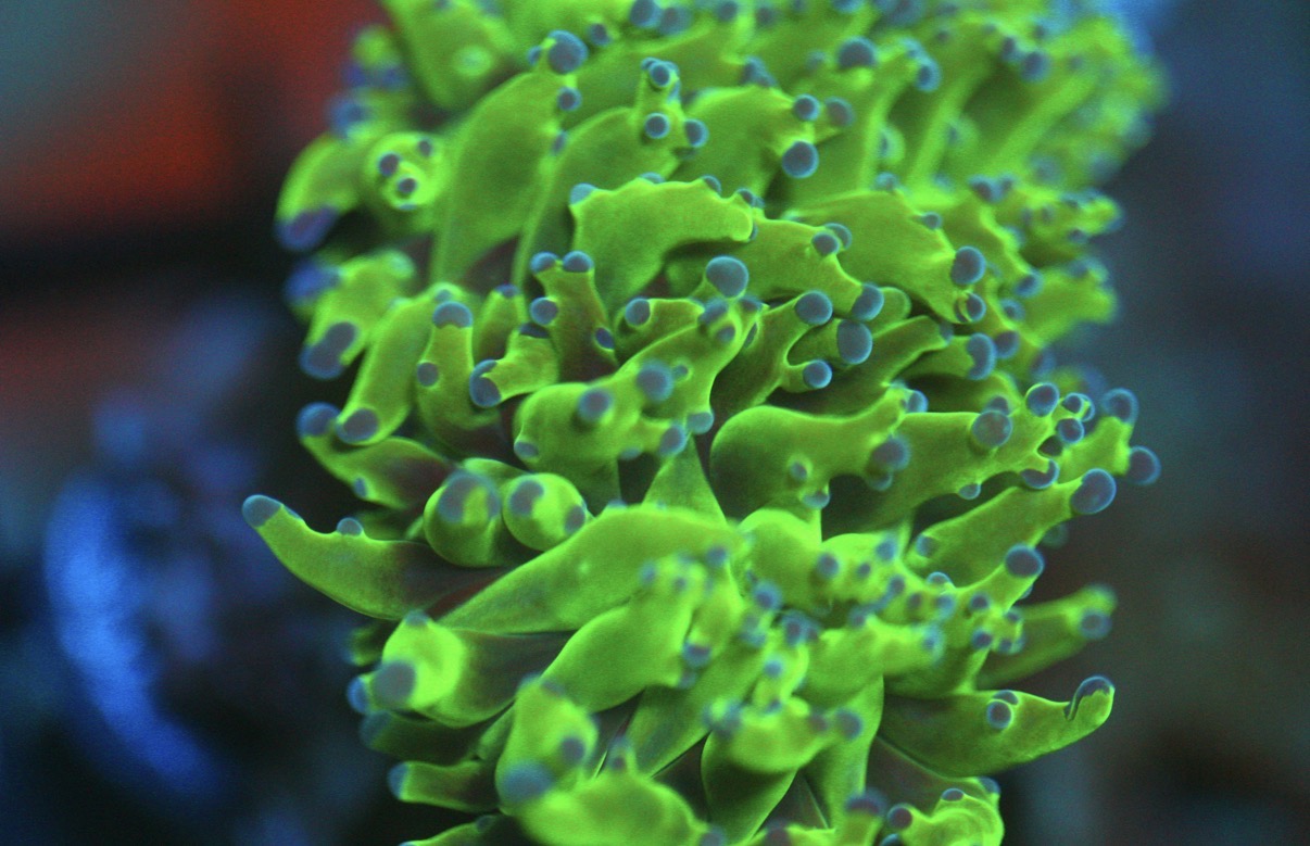 Blue Tip Green Frogspawn – Cali Coral Connect