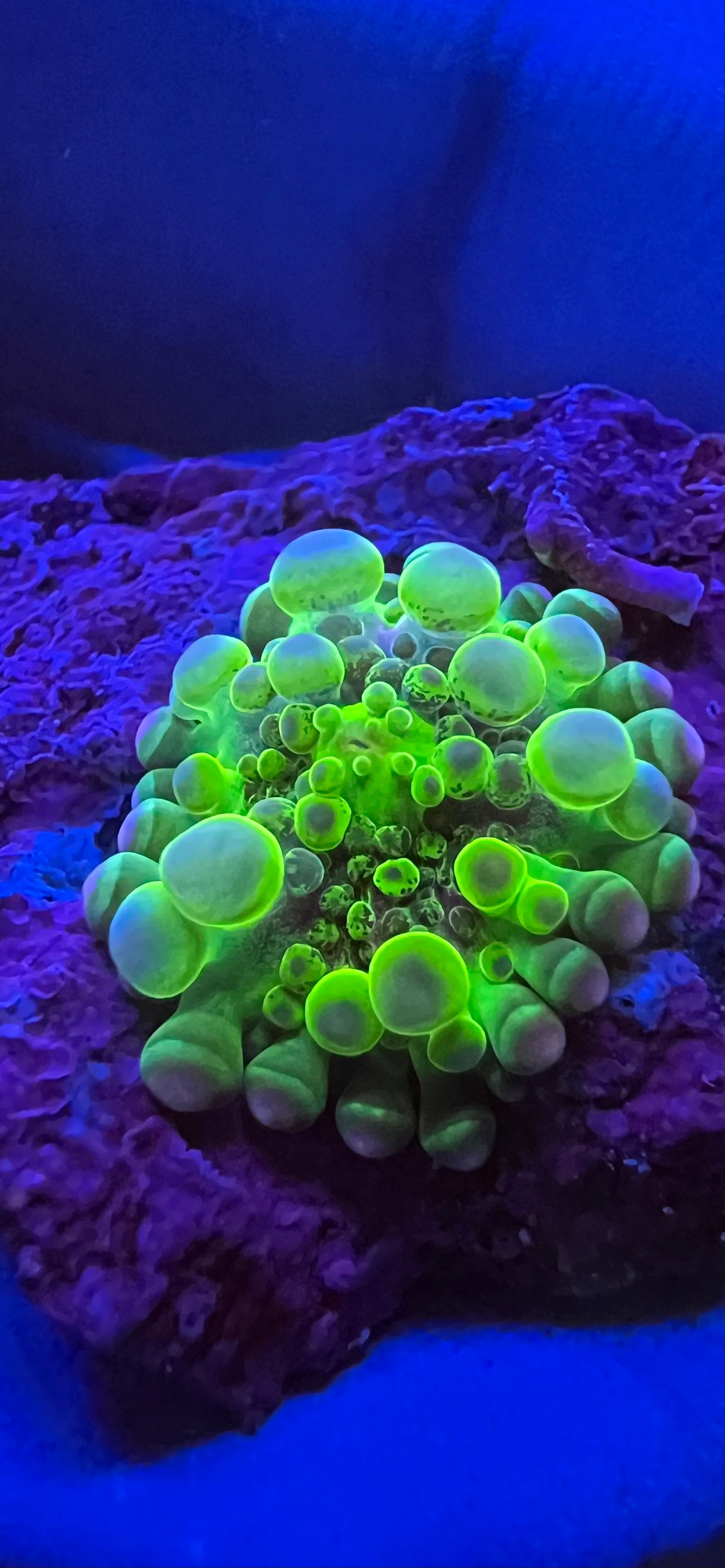 Cali Coral Connect